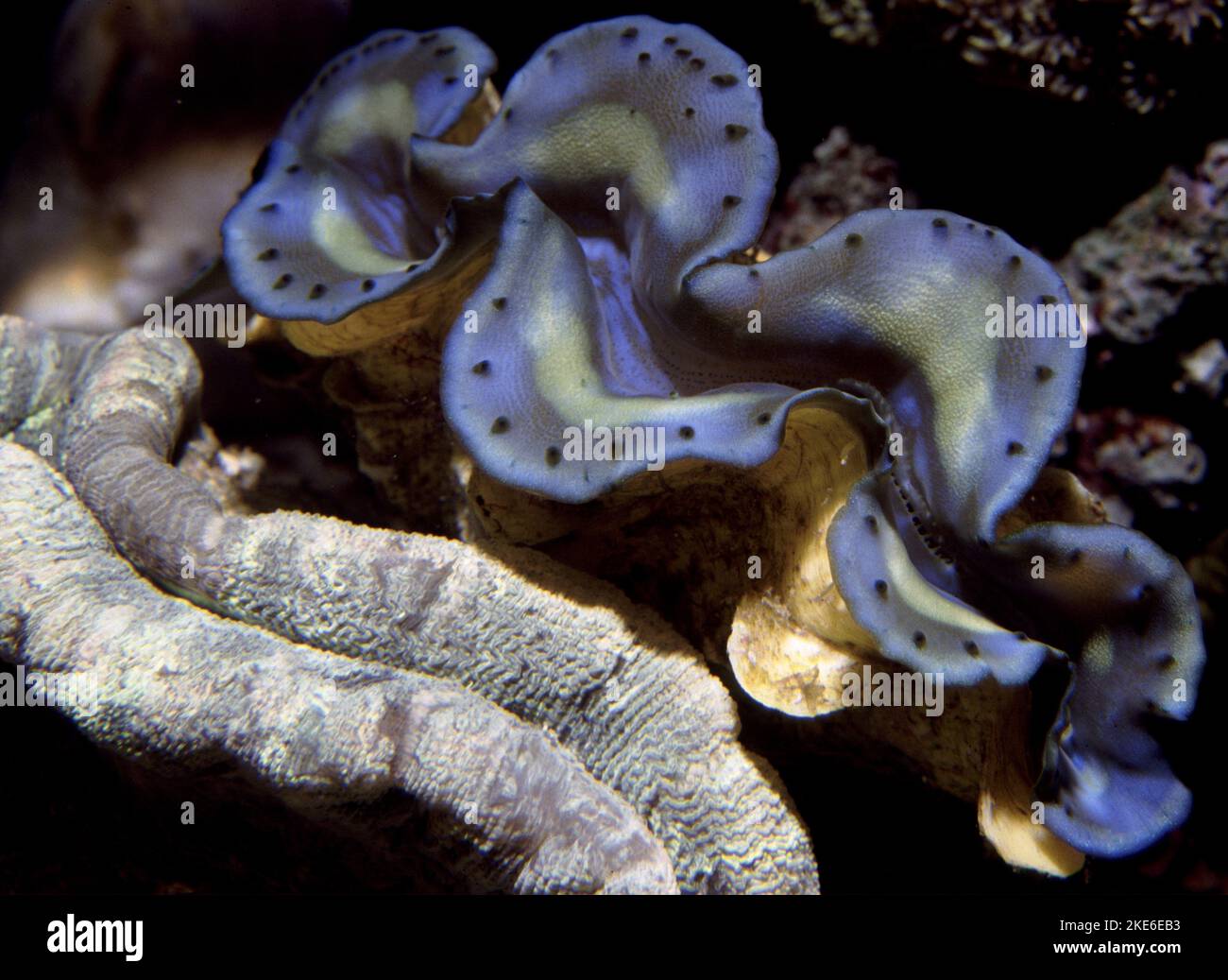 Giant clam (Tridacna crocea Stock Photo - Alamy