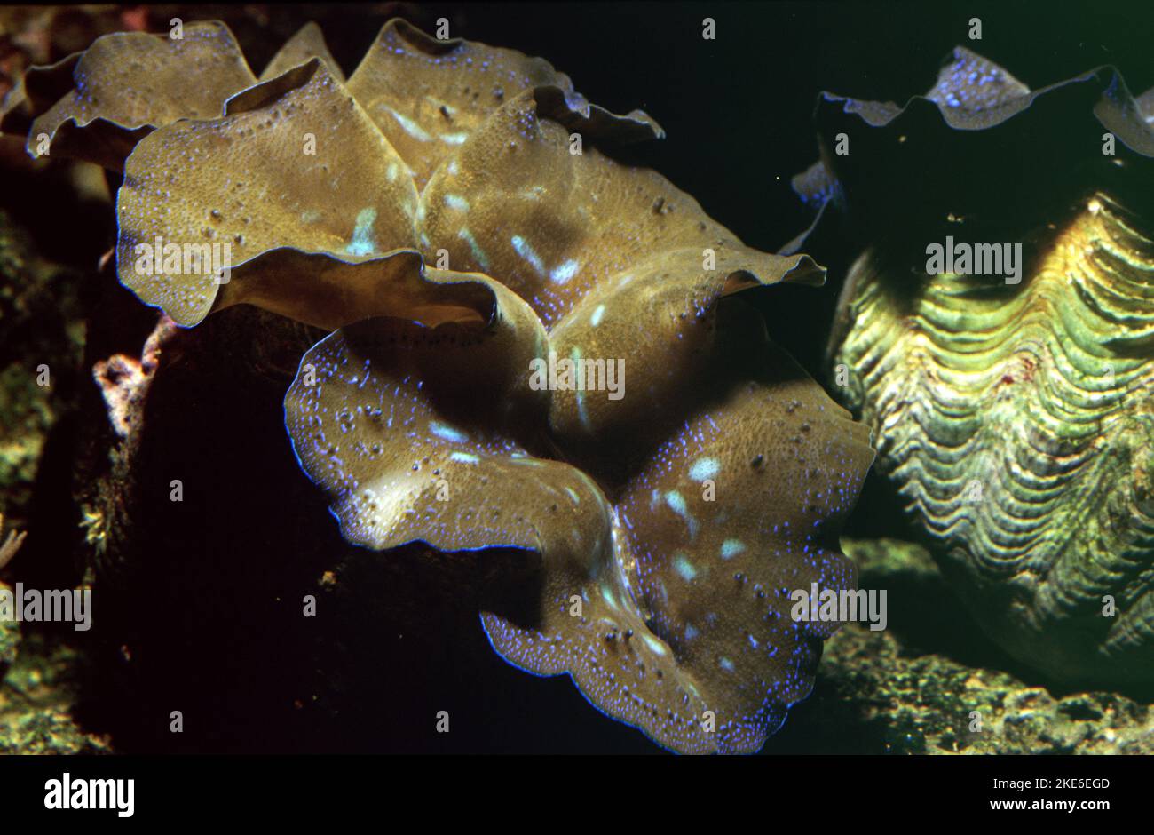 Giant clam (Tridacna squamosa Stock Photo - Alamy