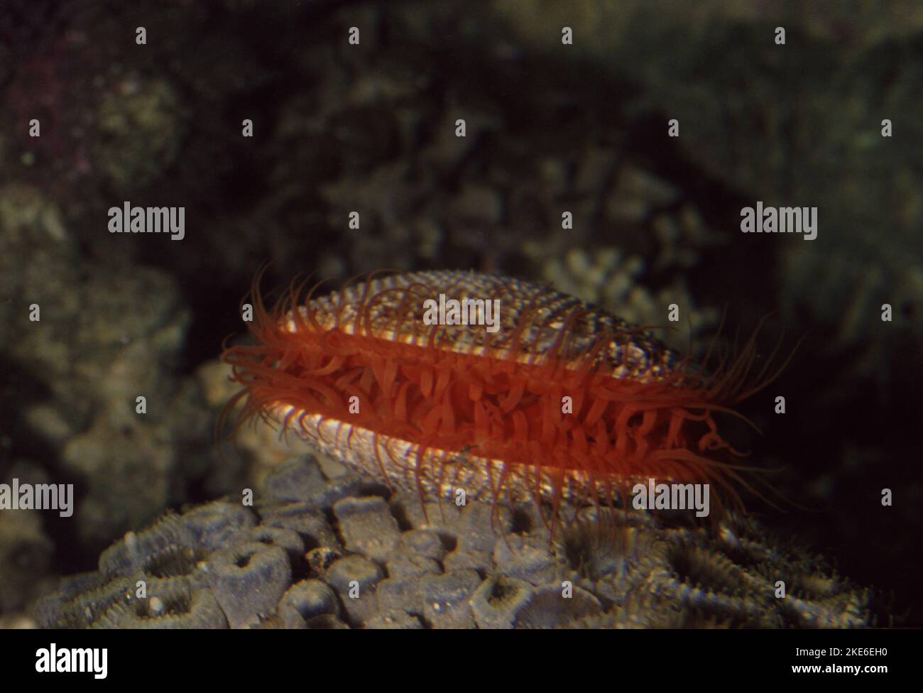 Ctenoides (Lima) scaber, the flame scallop or rough fileclam, is a ...