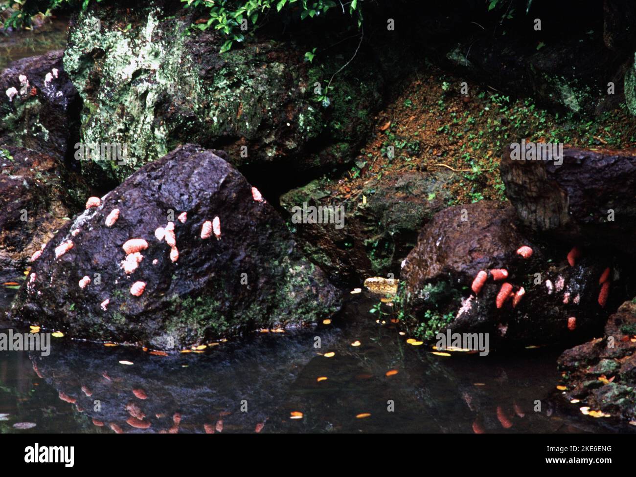 Eggs of Pila ampullacea, a species of freshwater snail with an ...