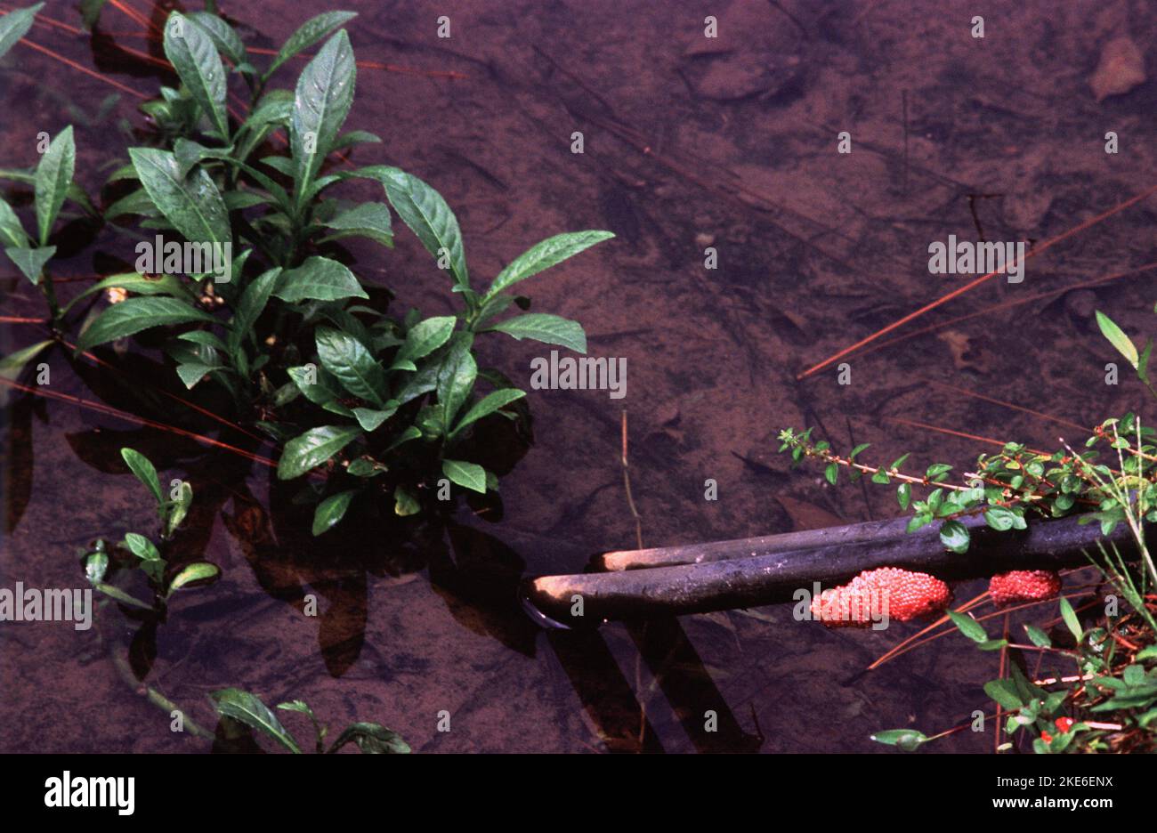 Eggs of Pomacea bridgesii, common names the spike-topped apple snail or ...