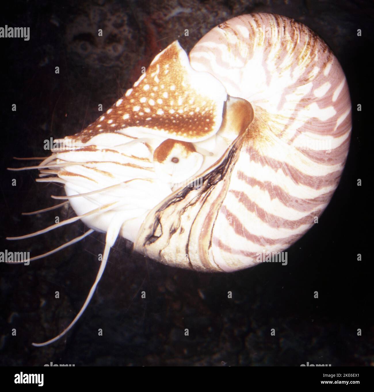 The nautilus is a pelagic marine mollusc of the cephalopod family ...