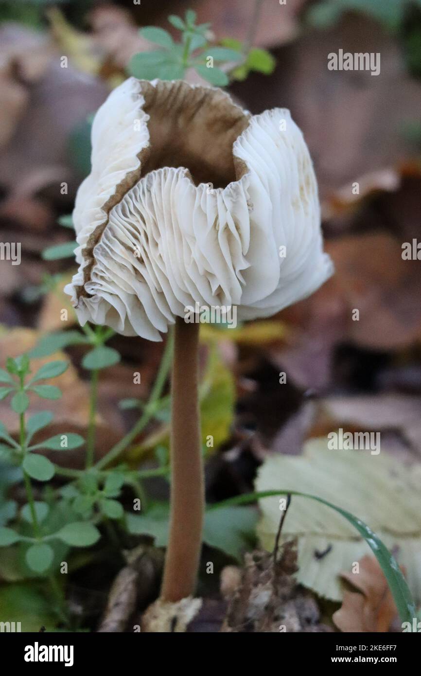 Old date hi-res stock photography and images - Alamy