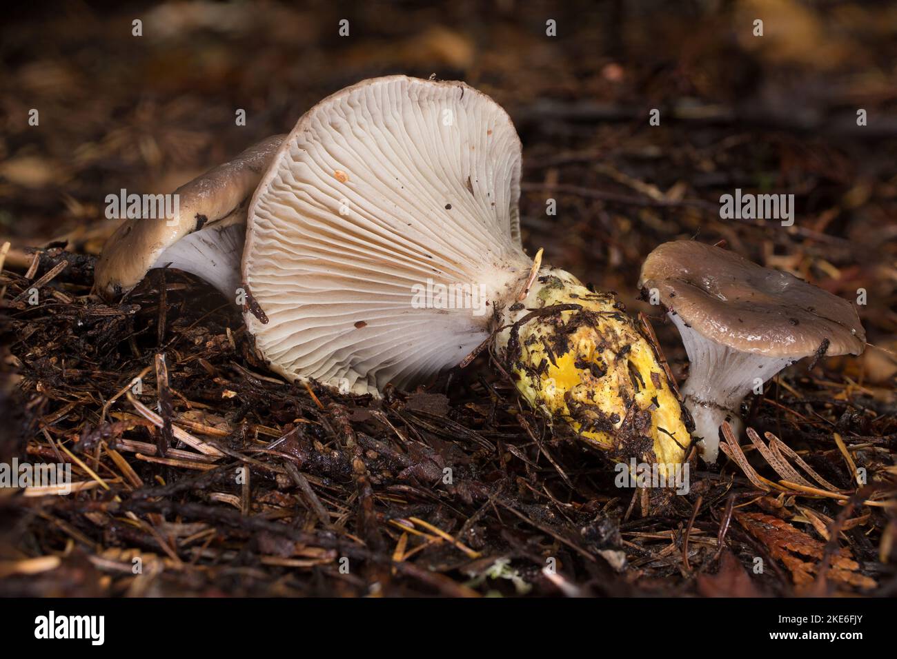 Slimy spike-cap mushrooms, Gomphidius glutinosus, growing on the the ...