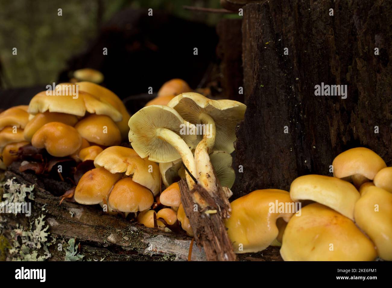 Sulfur Tuft Mushrooms, Hypholoma fasciculare, growing on rotting red ...