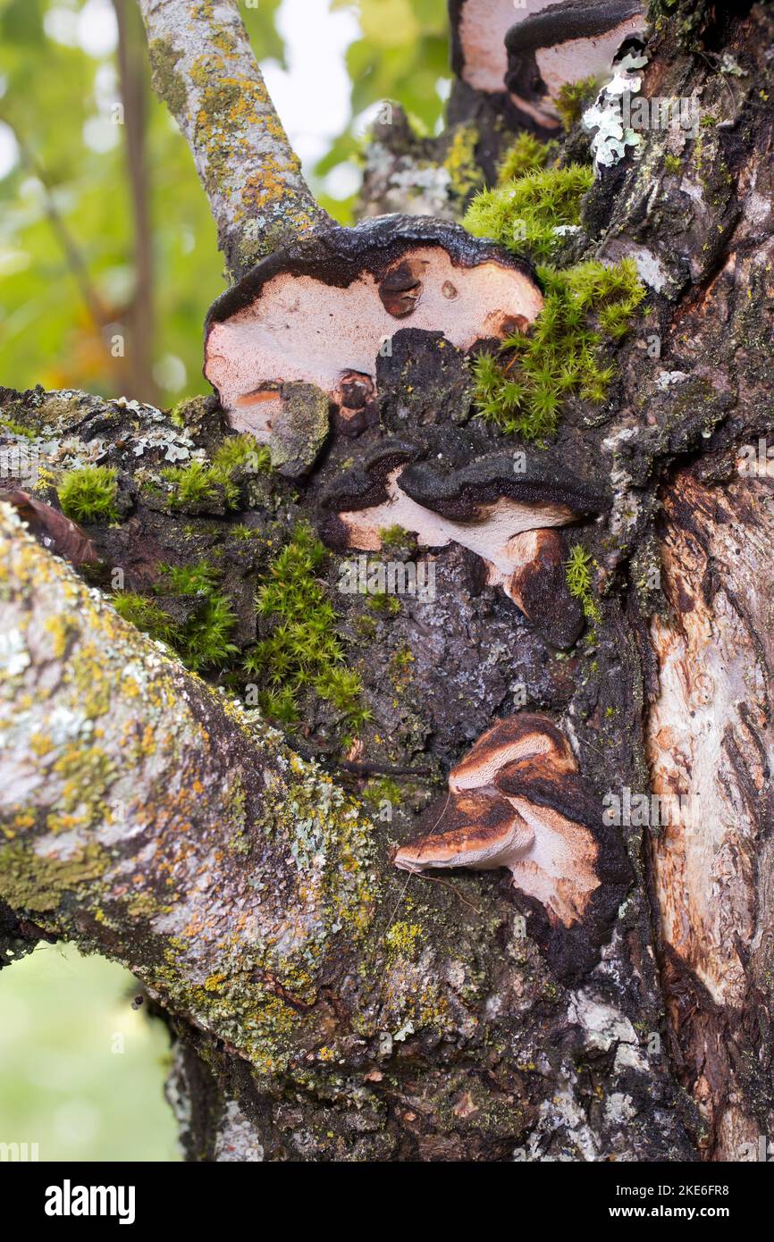 Cushion bracket fungus, Phellinus pomaceus, growing on the trunk of a ...