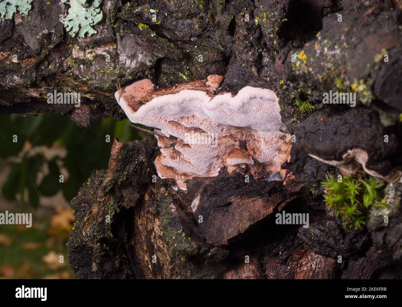 Ochroporus tuberculosus hi-res stock photography and images - Alamy