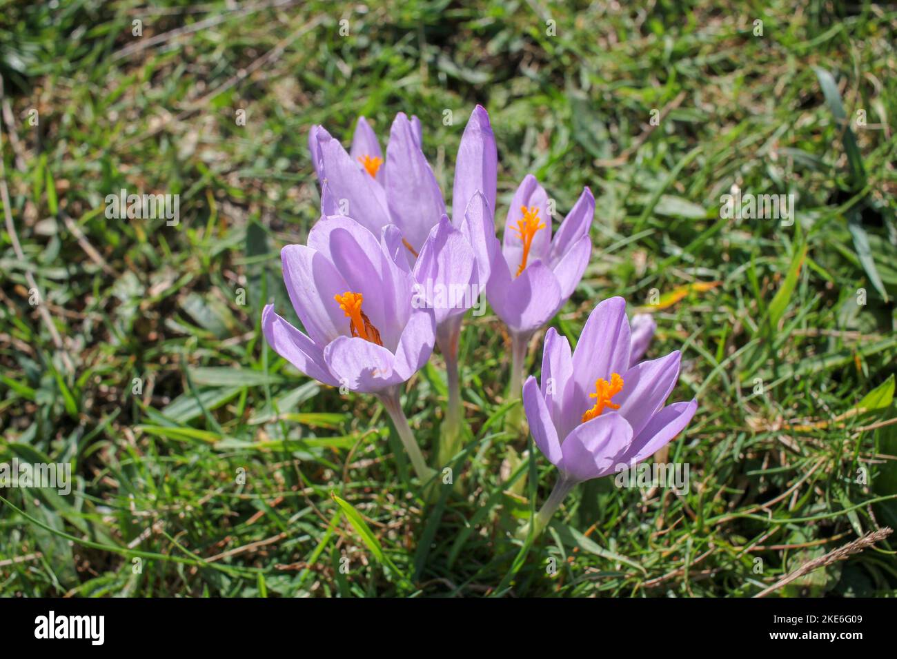 Lilac ground hi-res stock photography and images - Alamy