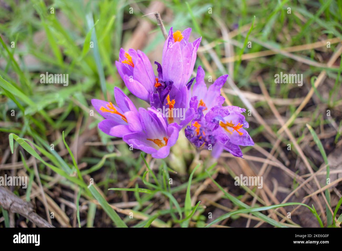 saffron plant found in a wood during autumn Stock Photo - Alamy