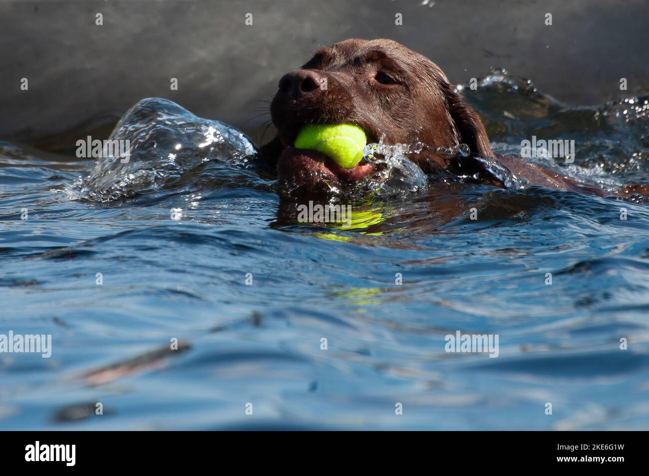 Labrador swimming with game hi-res stock photography and images - Alamy