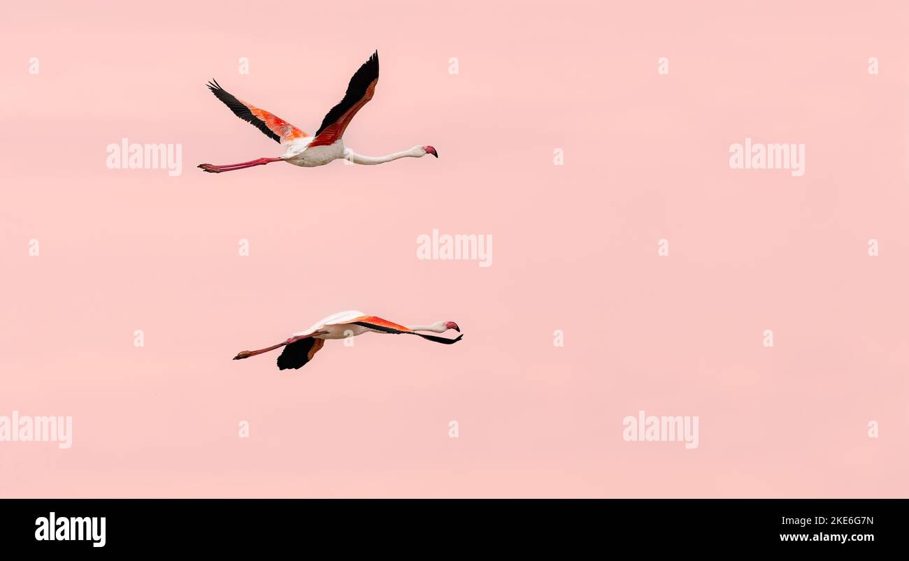 pink sky during sunset with two flying flamingos, soft pastel rose ...