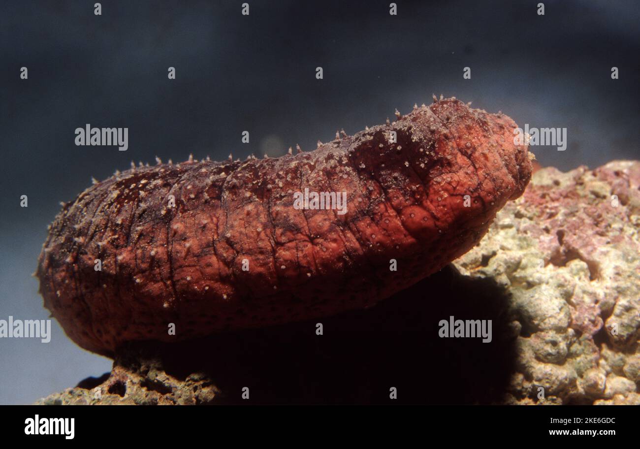 Edible Sea cucumber (Holothuria edulis Stock Photo - Alamy