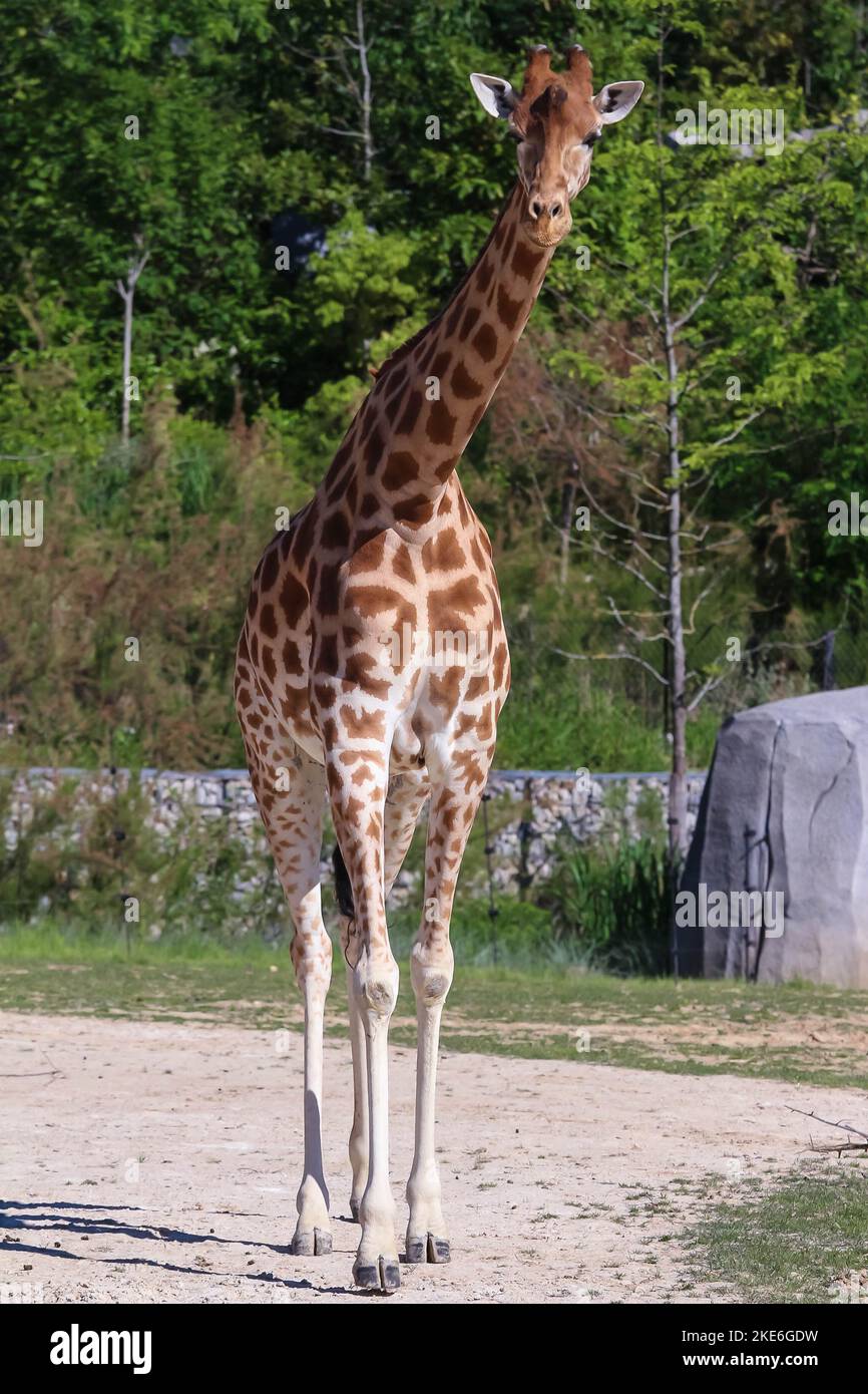 Femalegiraffe hi-res stock photography and images - Alamy