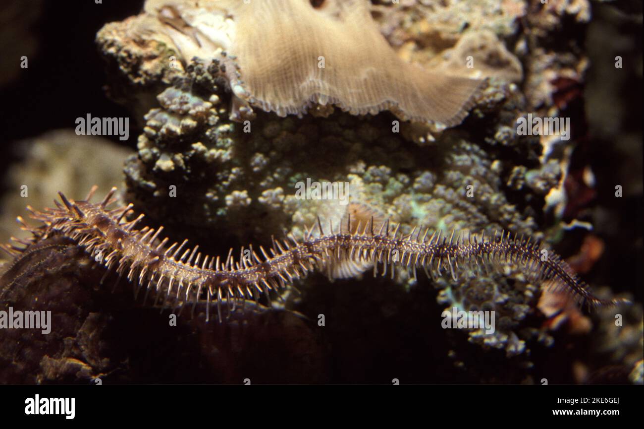 Macrophiothrix hi-res stock photography and images - Alamy