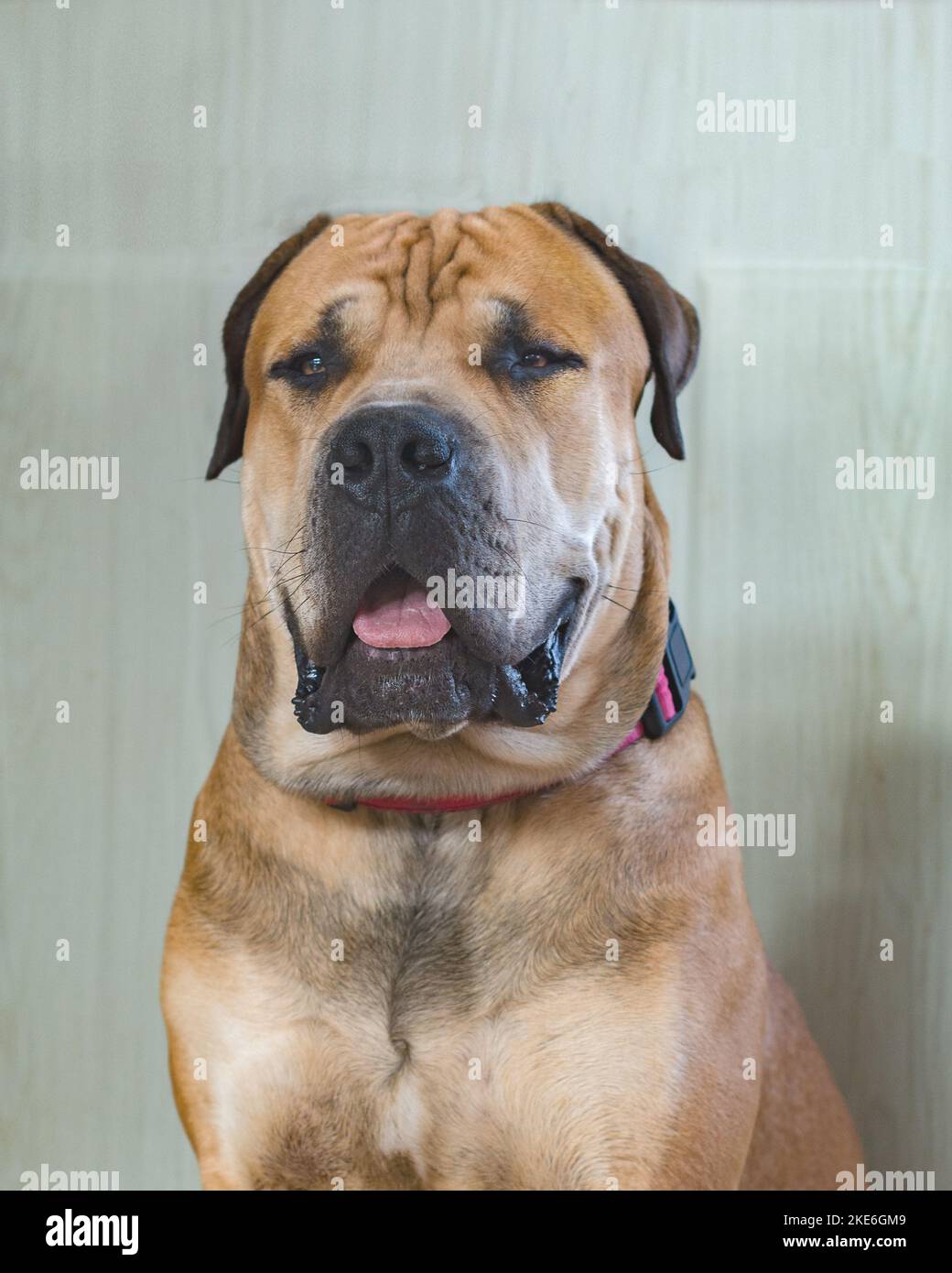 Is Boerboel The Best Guard Dog