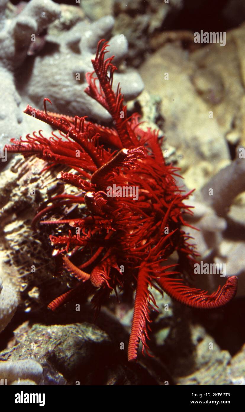 Red feather star, Himerometra robustipinna Stock Photo - Alamy