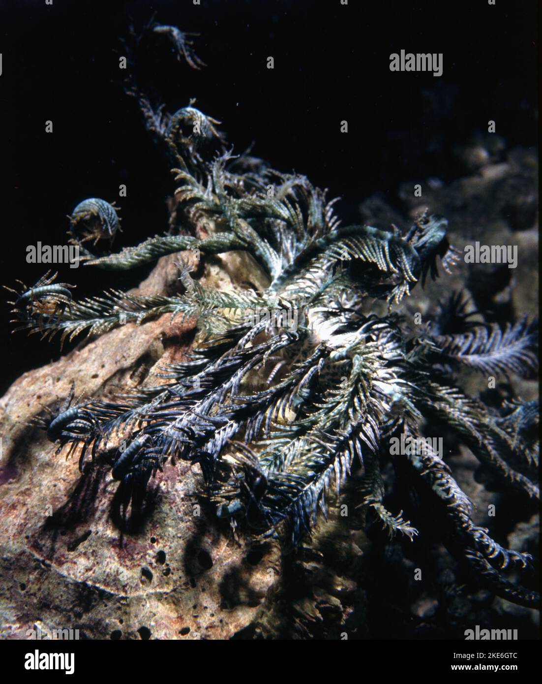 Feather star, Clarkcomanthus alternans Stock Photo - Alamy
