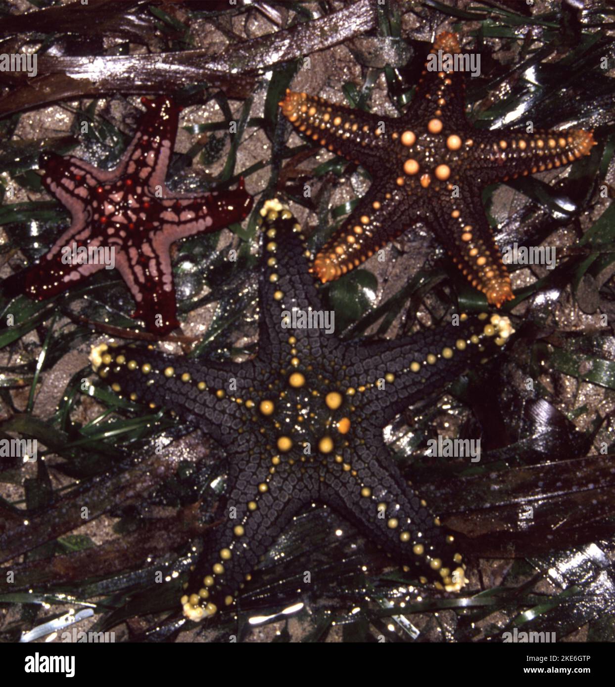 Oreasterid starfish (Pentaceraster and Protoreaster Stock Photo - Alamy