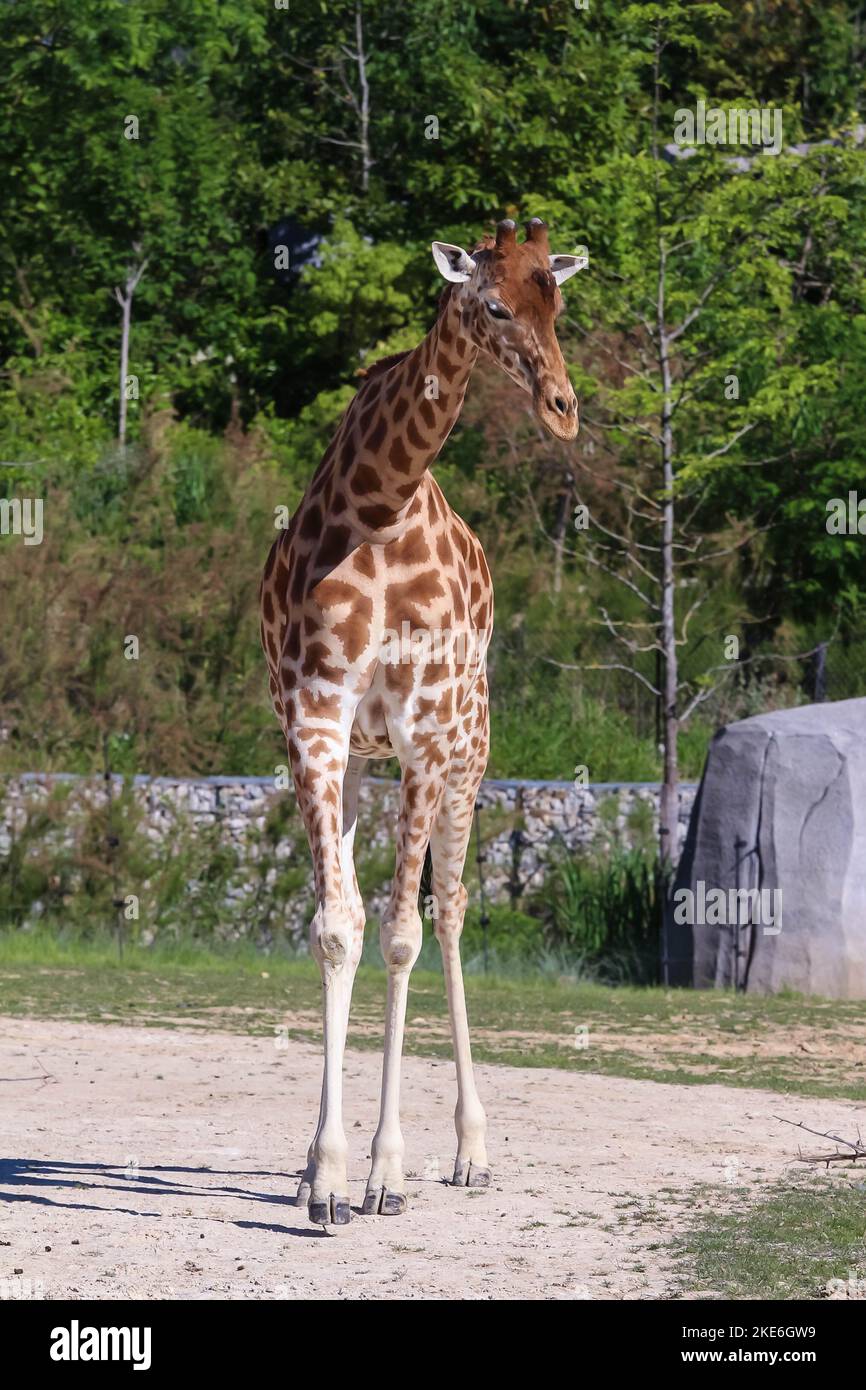 Femalegiraffe hi-res stock photography and images - Alamy