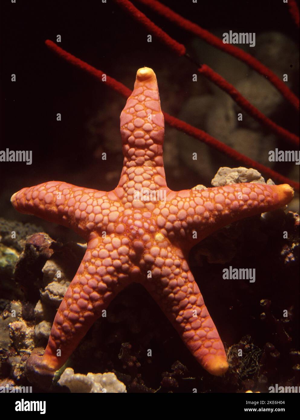 Starfish Laying Eggs