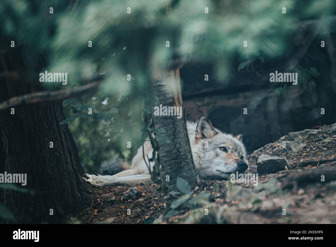 A gray wolf at the ecomuseum zoo of Montreal Stock Photo - Alamy