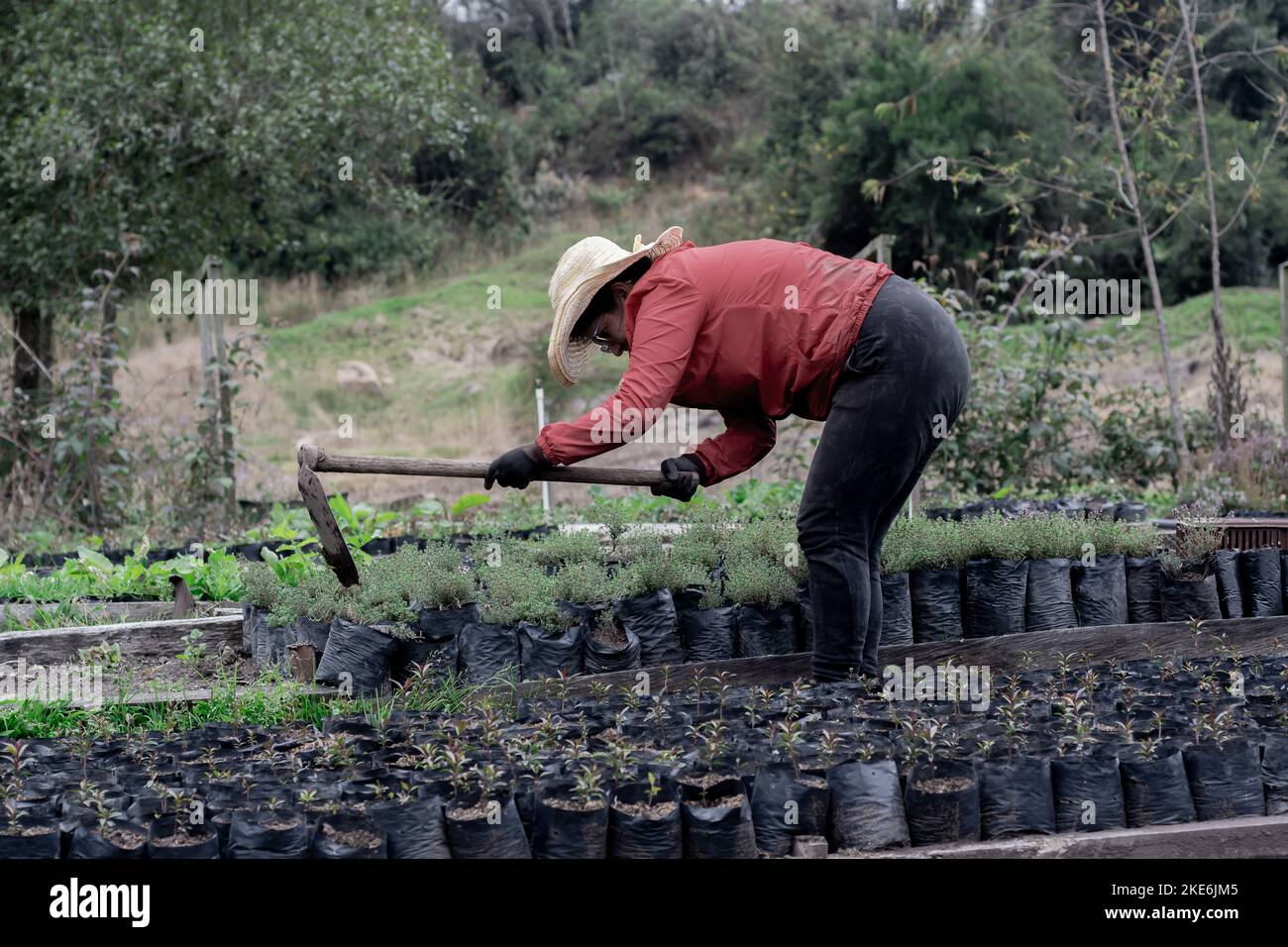 A closeup of a Caucasian woman working in a garden with a shovel Stock ...