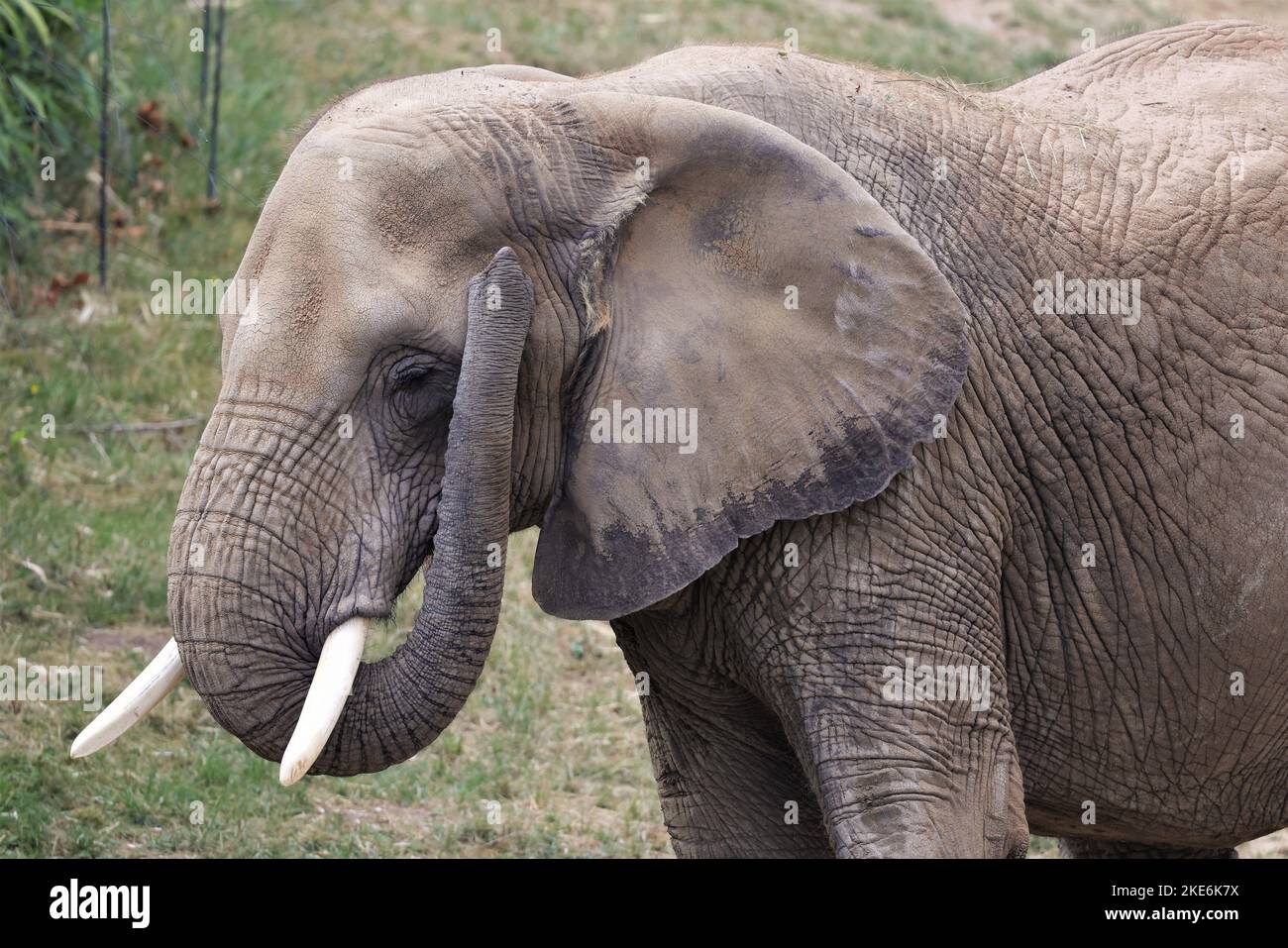 A closeup of adorable African bush elephant in the savanna Stock Photo ...