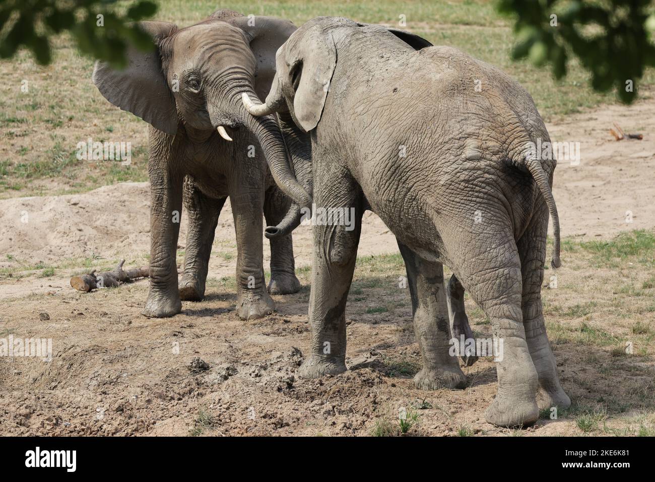 The two adorable African bush elephants cuddling with trunks in the ...