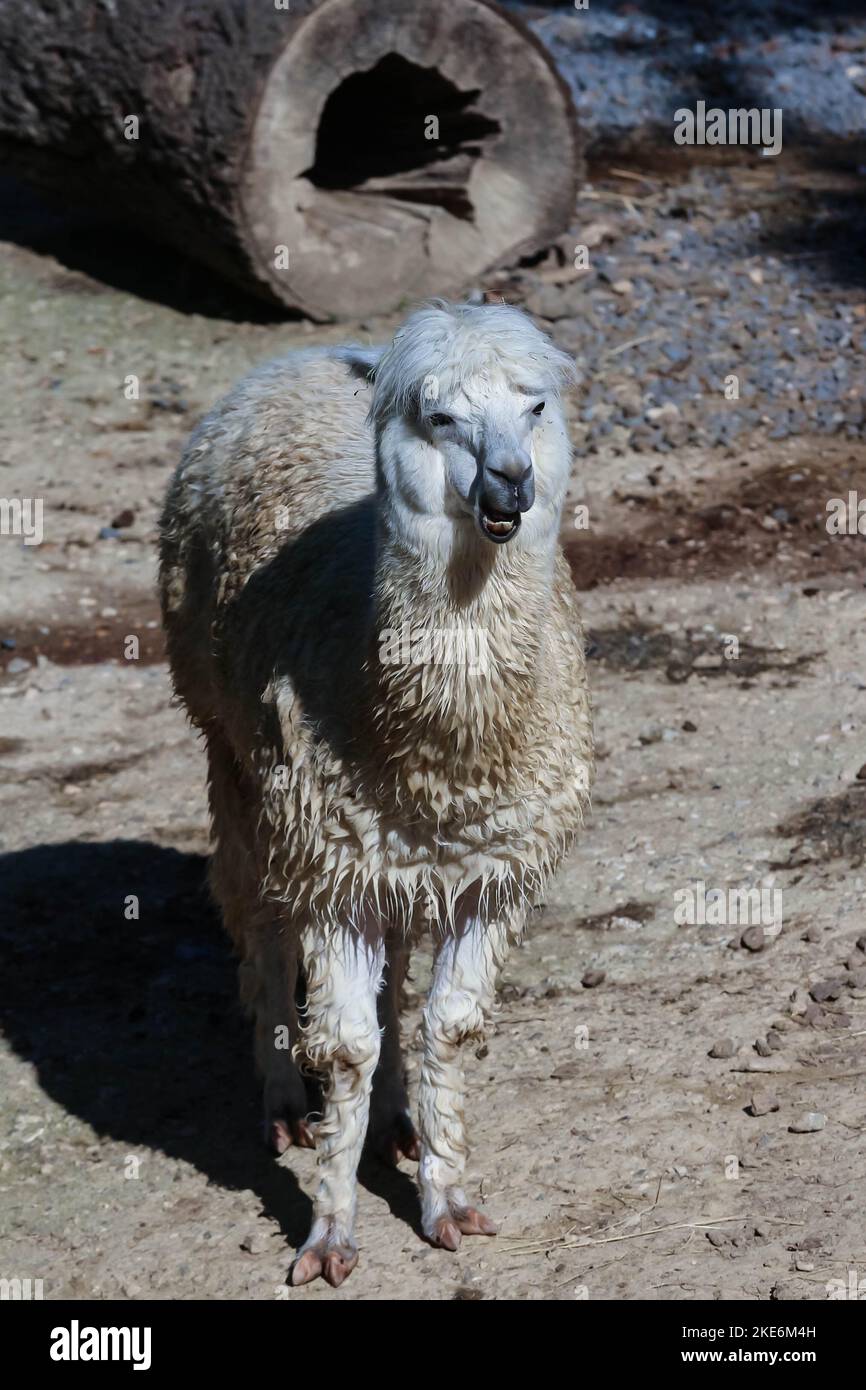 Lama zoo hi-res stock photography and images - Alamy