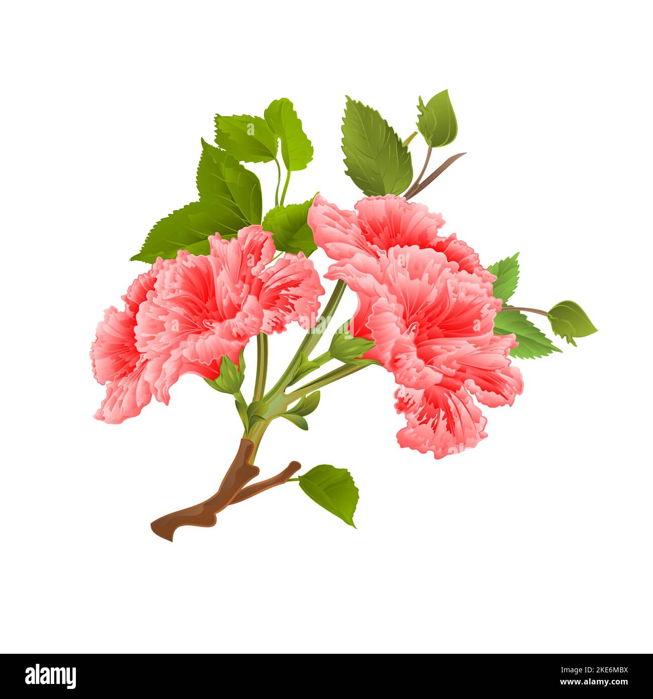 Branch pink hibiscus tropical flowers on a white background vintage ...