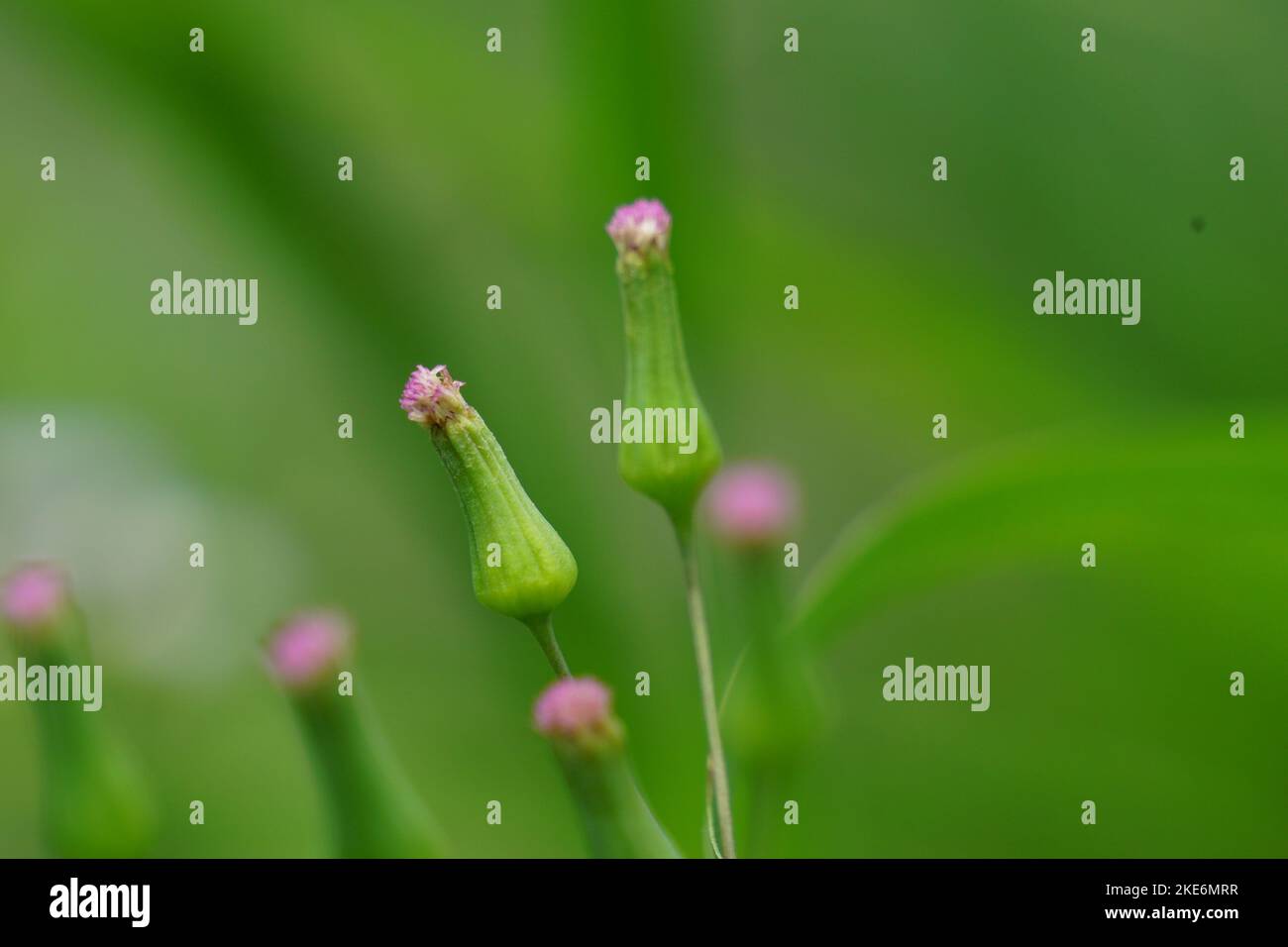 Emilia sonchifolia (lilac tassel flower, Cacalia sonchifolia L.) with ...