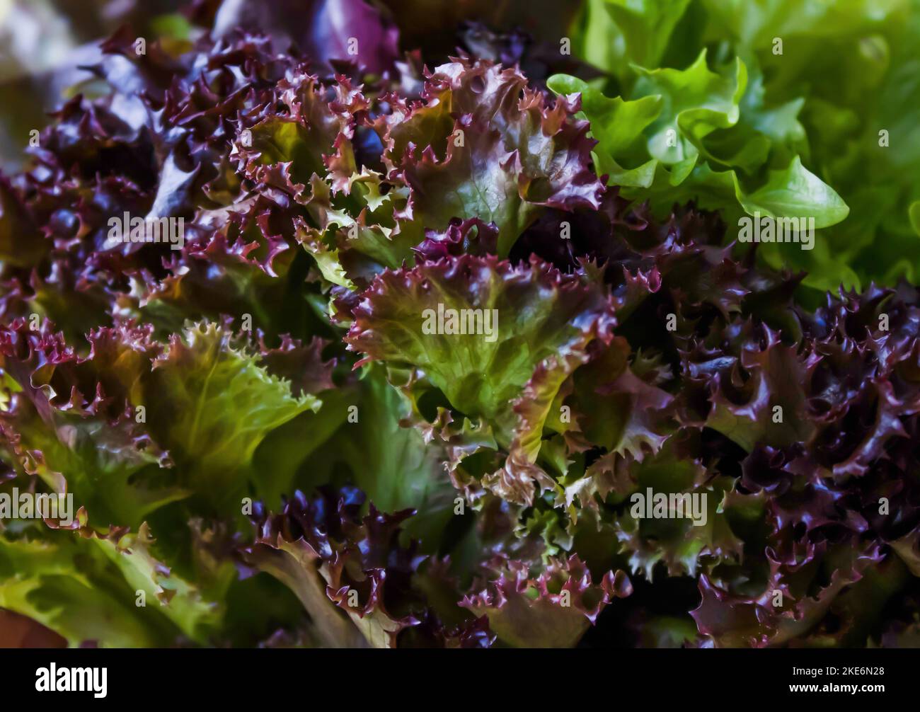 Torn salad hi-res stock photography and images - Alamy