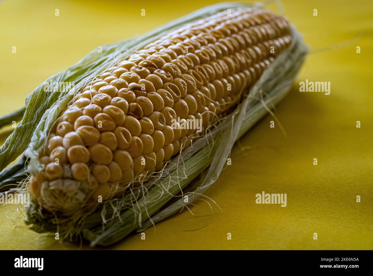 Maize ,Corn ,Zea mays Stock Photo - Alamy