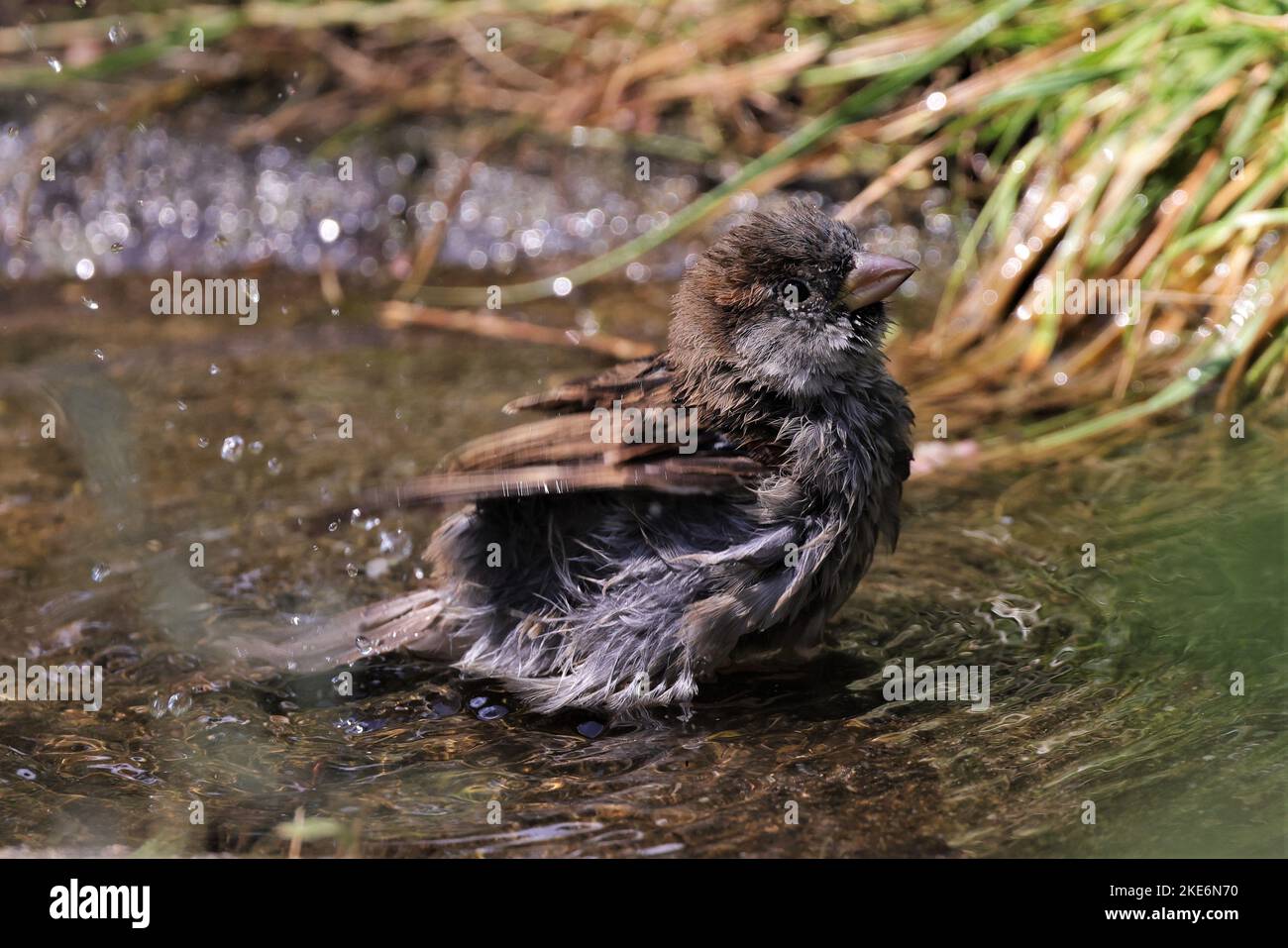 A closeup of adorable sparrow bathing in shallow puddle Stock Photo - Alamy