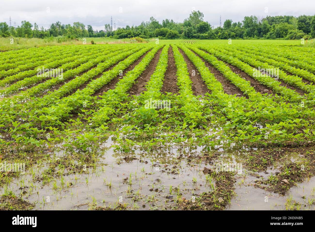 Agricultural crop field flooded with excess rain water due to the ...