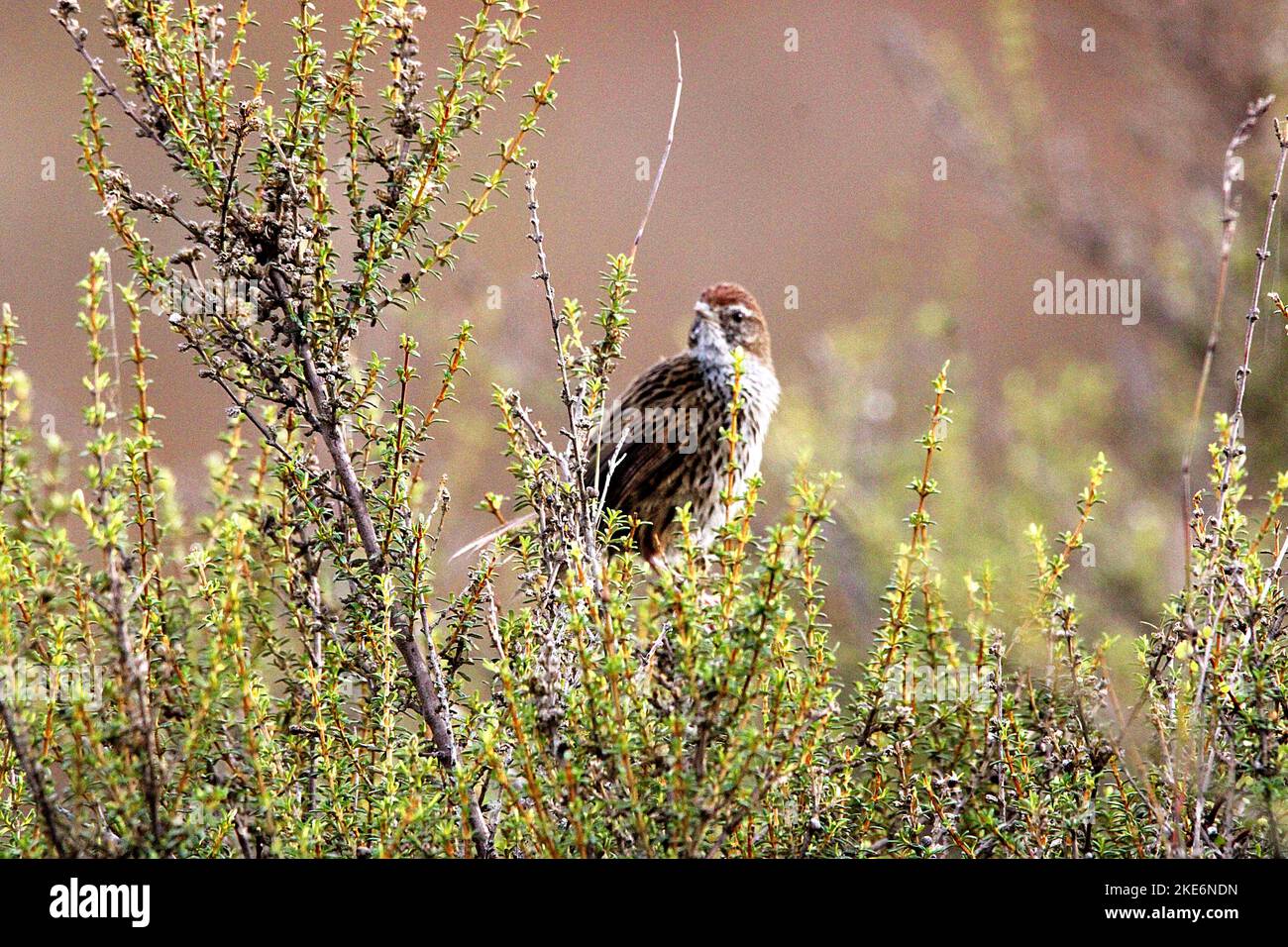 New Zealand fernbird (Poodytes punctatus Stock Photo - Alamy