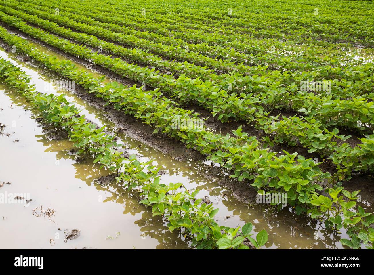 Agricultural crop field flooded with excess rain water due to the effects of climate change ...