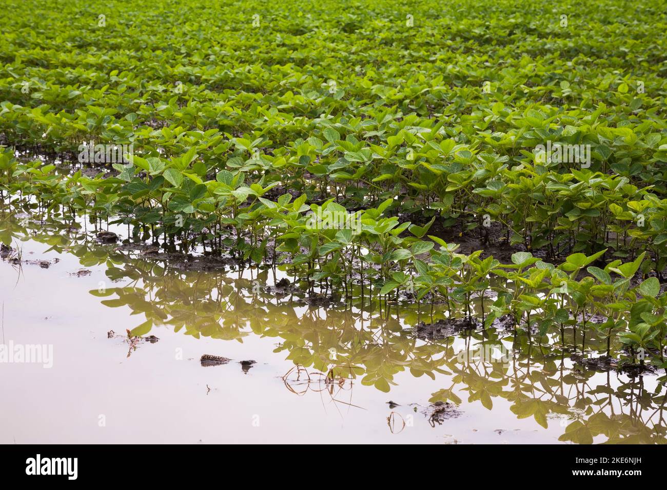 Agricultural crop field flooded with excess rain water due to the ...
