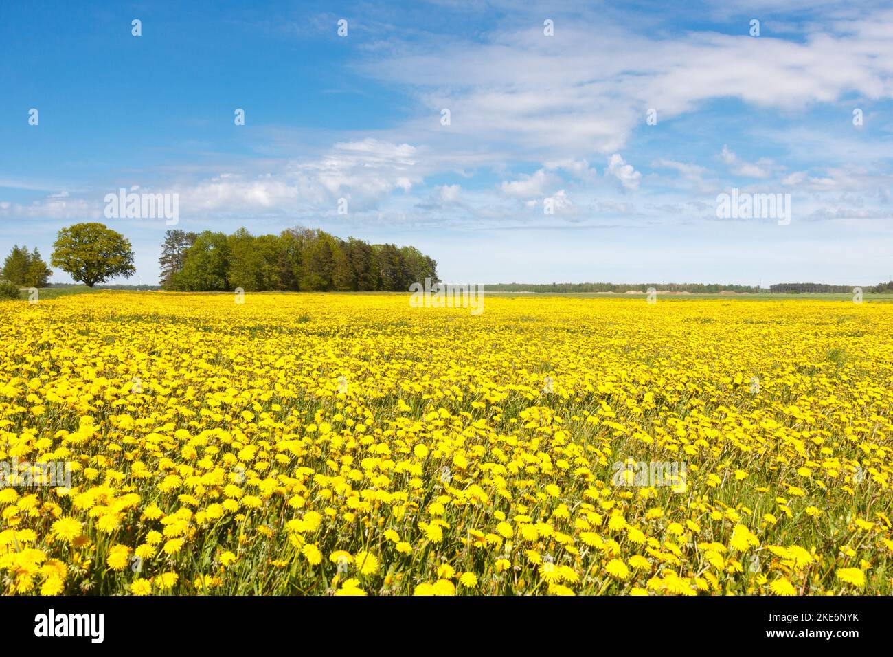 Dandelion farm land hi-res stock photography and images - Alamy
