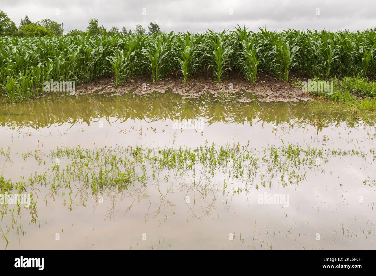 Corn field flooded with excess rain water due to the effects of climate ...