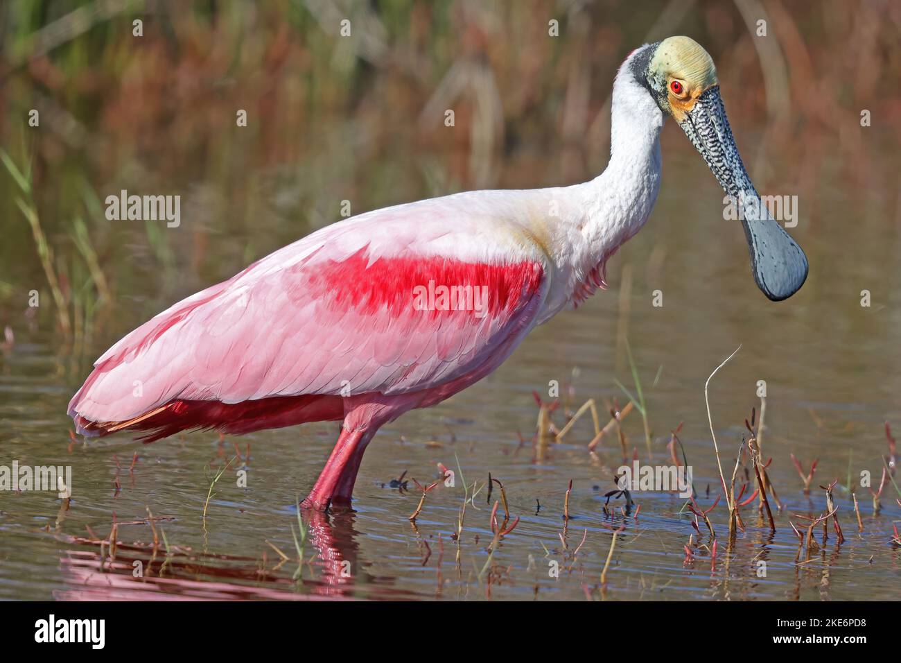 Roseate spoonbill fishing Stock Photo - Alamy
