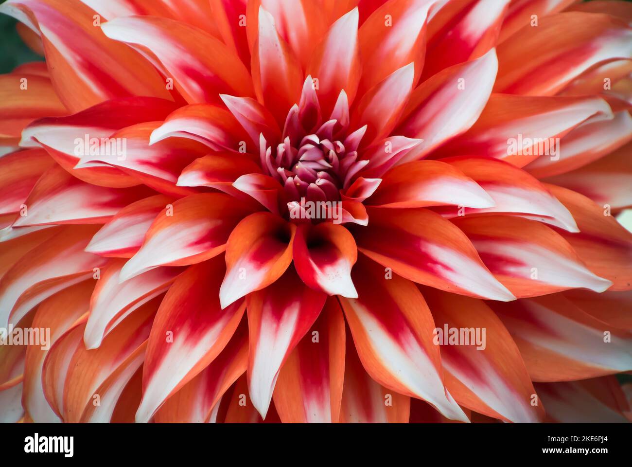 Astorales hi-res stock photography and images - Alamy