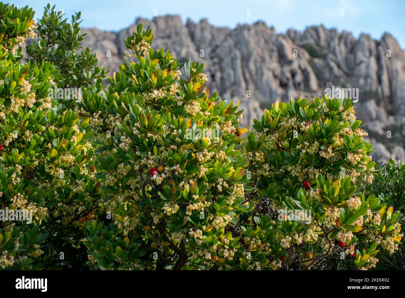 Arbusti arbusti arbusti arbusti hi-res stock photography and images - Alamy