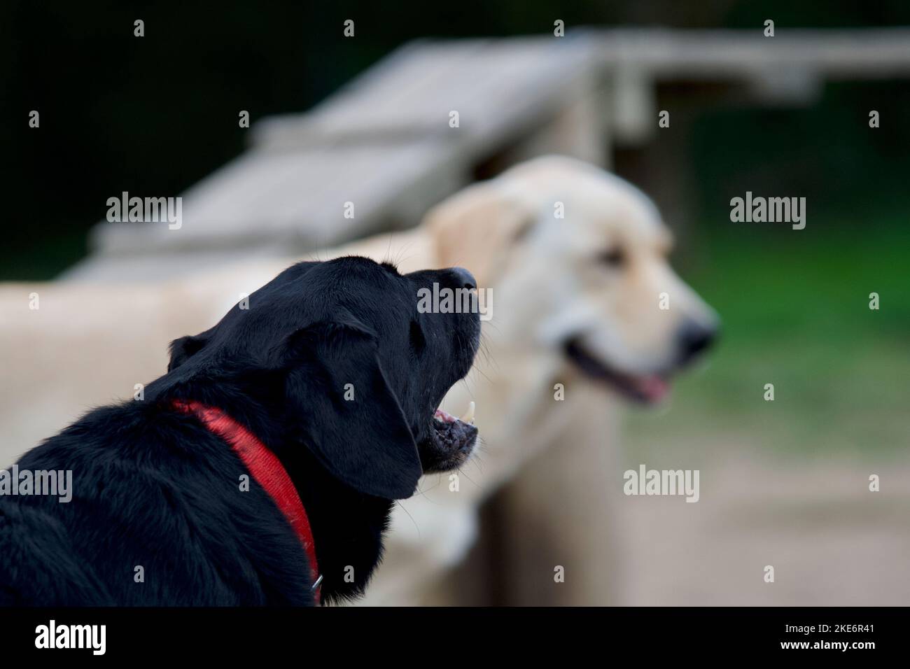 Black labrador dog s head from behind barking with a yellow labrador in ...