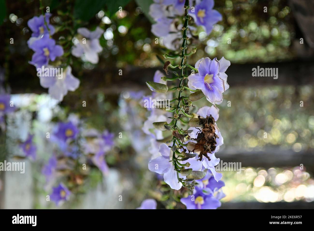 Purple flwer, bengal clock vine, Italy Stock Photo - Alamy