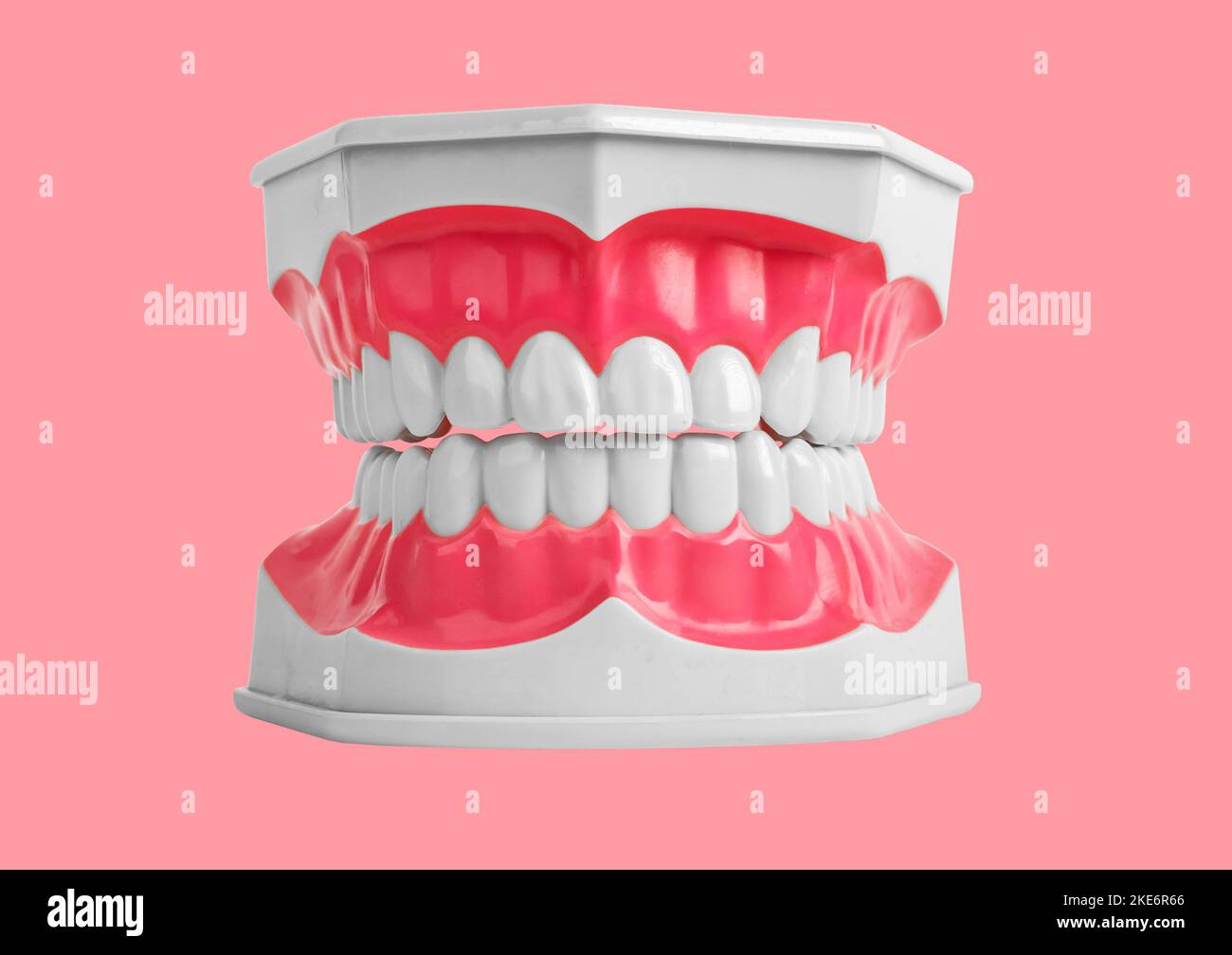 White healthy teeth of stomatology dentistry jaw model with good enamel ...