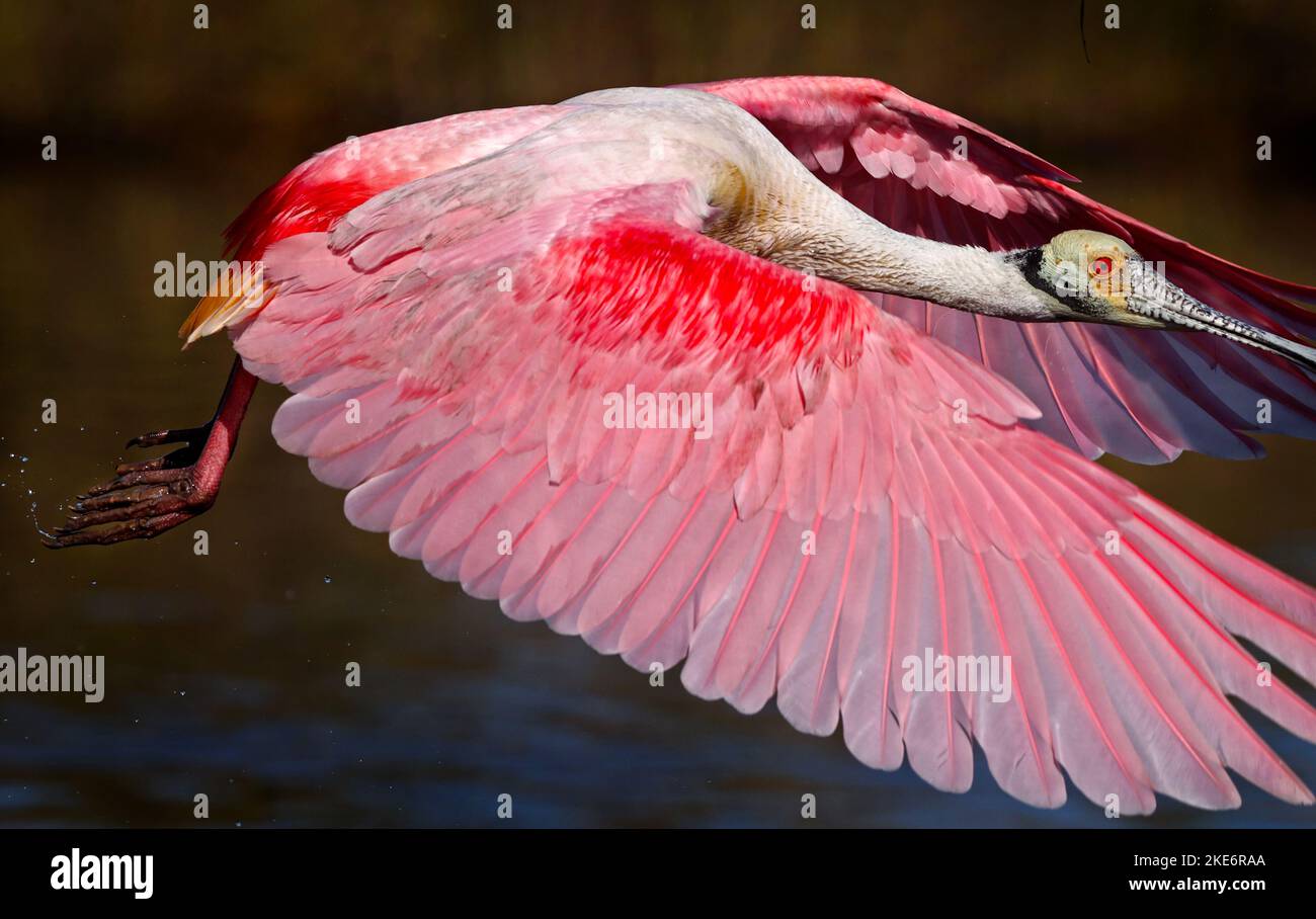 Roseate spoonbill in flight Stock Photo - Alamy