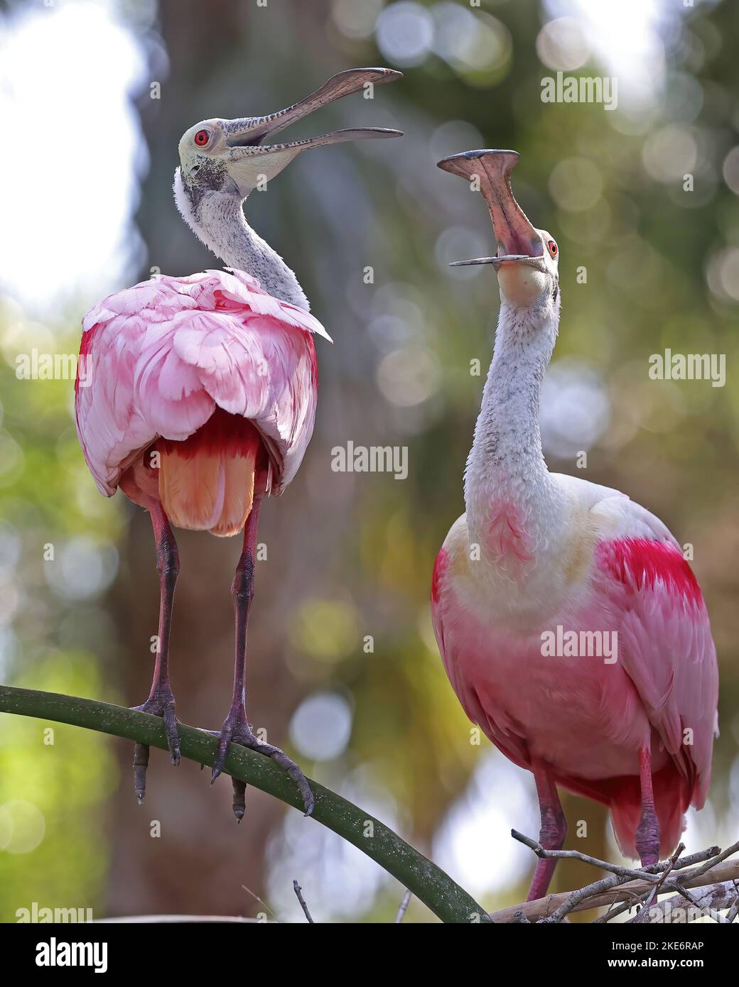Spoonbill pair hi-res stock photography and images - Alamy