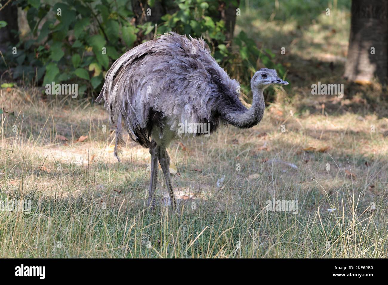 A Greater rhea wandering in the field Stock Photo - Alamy