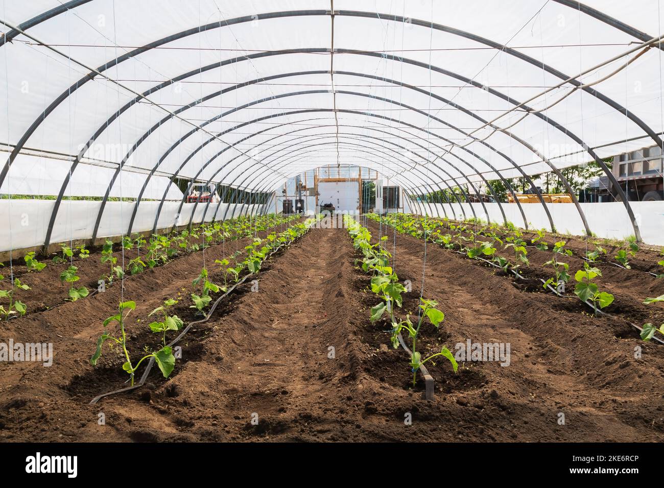 Rows of Cucumis sativus - Cucumber plants being grown organically ...